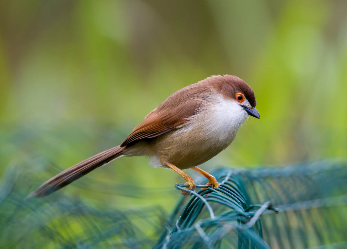 Birding Nonggang, Guangxi, China - part 2 - 10,000 Birds