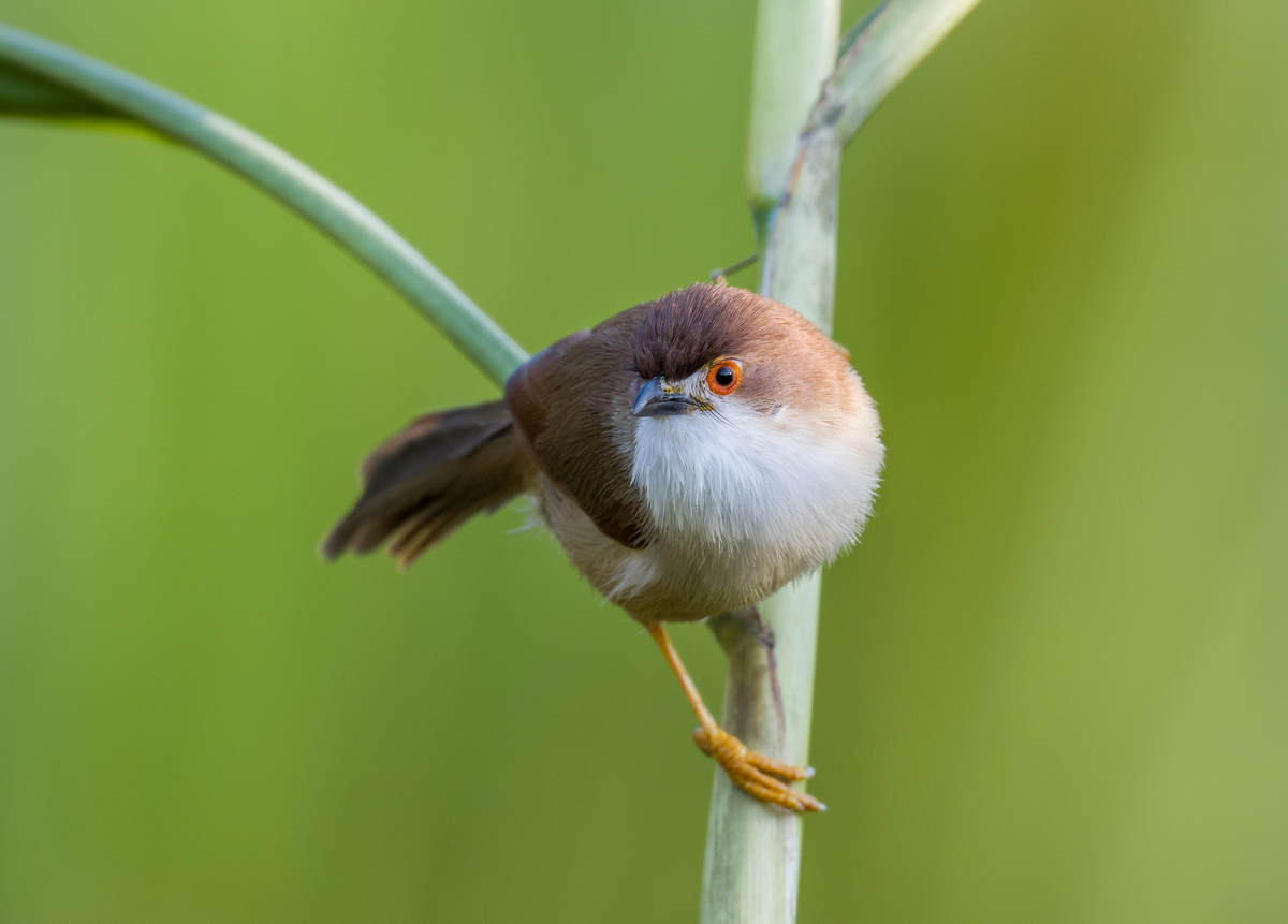Birding Nonggang, Guangxi, China - part 2 - 10,000 Birds