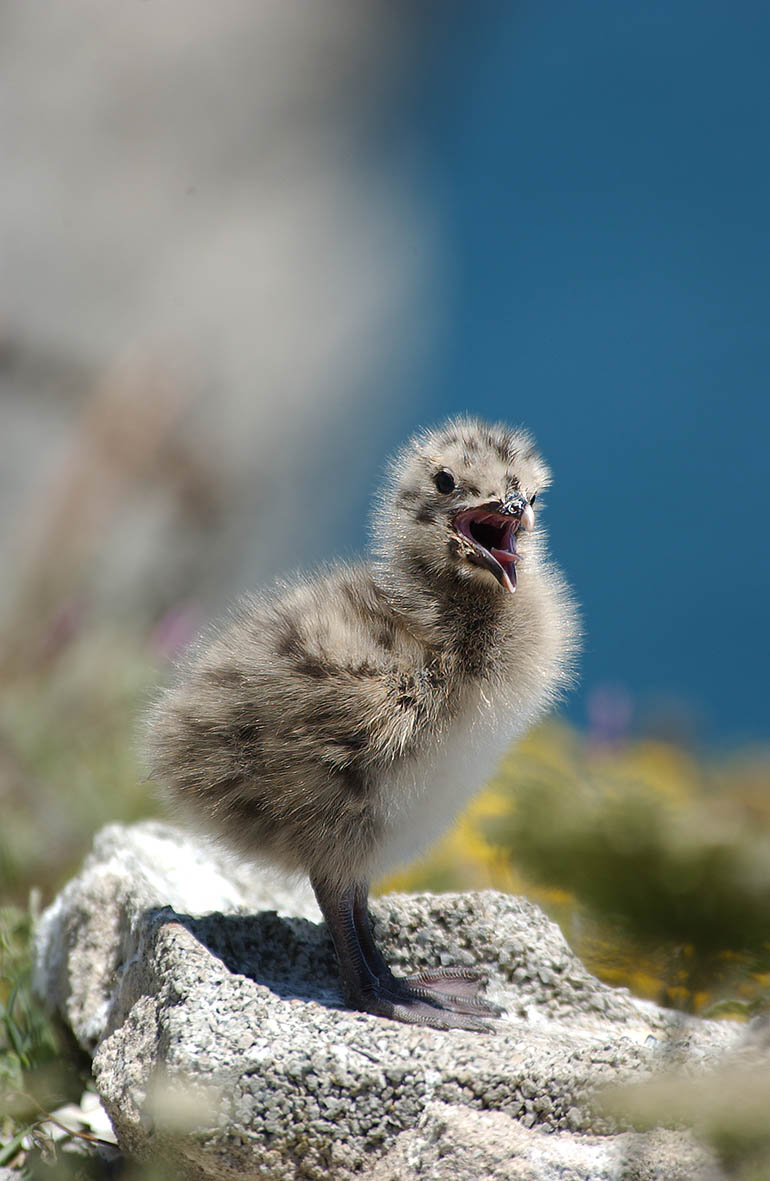 The Changing Fortunes of Europe’s Vultures – Part 2 - 10,000 Birds