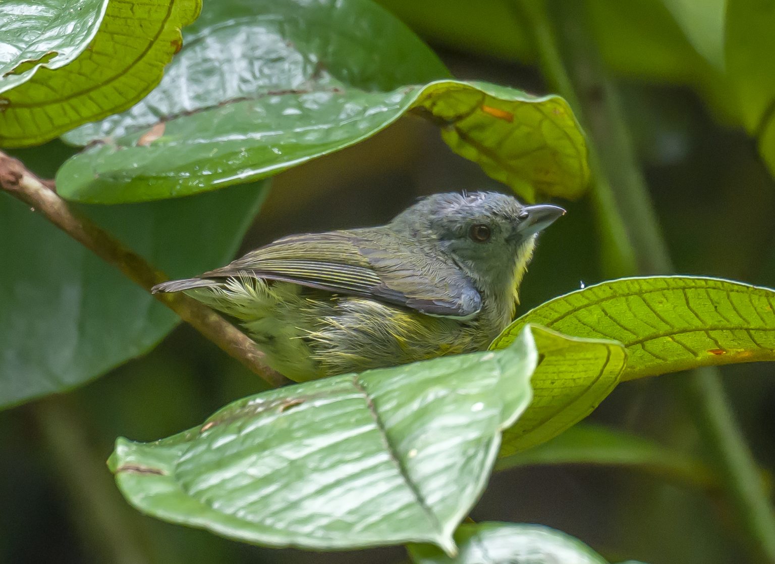 Birding Tabin, Sabah, Borneo - 10,000 Birds