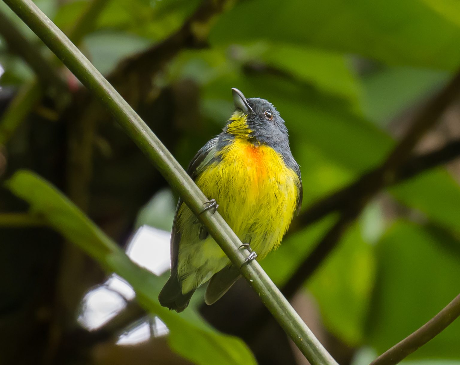 Birding Tabin, Sabah, Borneo - 10,000 Birds