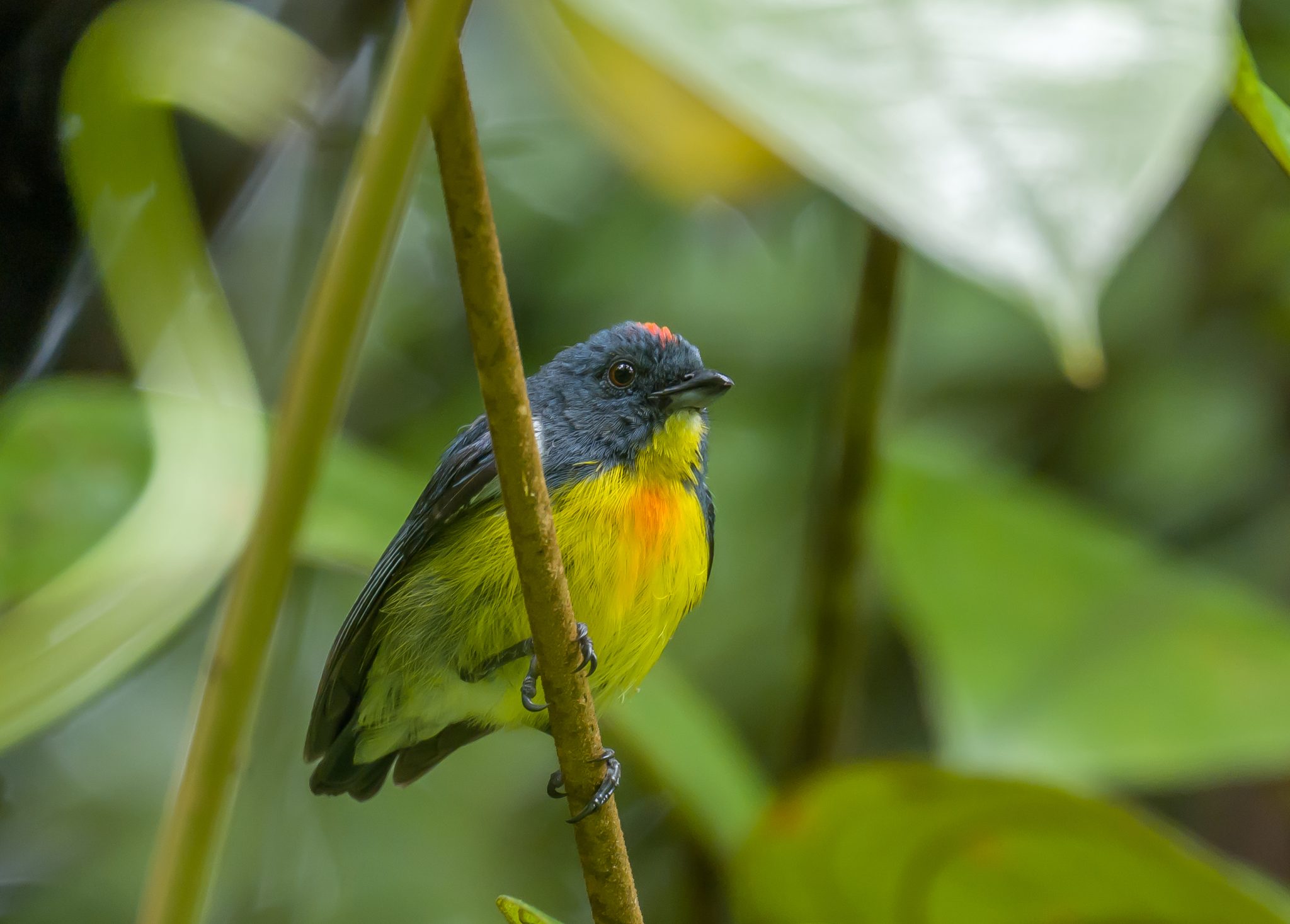 Birding Tabin, Sabah, Borneo - 10,000 Birds