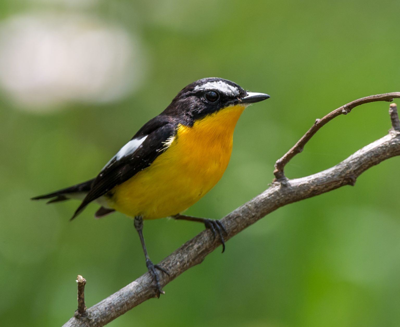 Nanhui, Shanghai in early spring 2020 - 10,000 Birds
