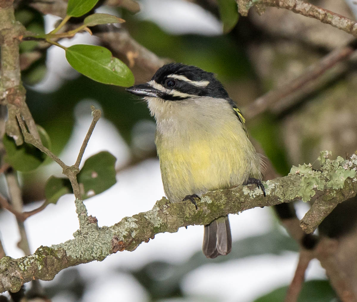 Birding the Eshowe area, South Africa - 10,000 Birds