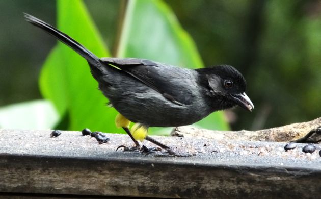 Ten High Mountain Specialties from Costa Rica - 10,000 Birds