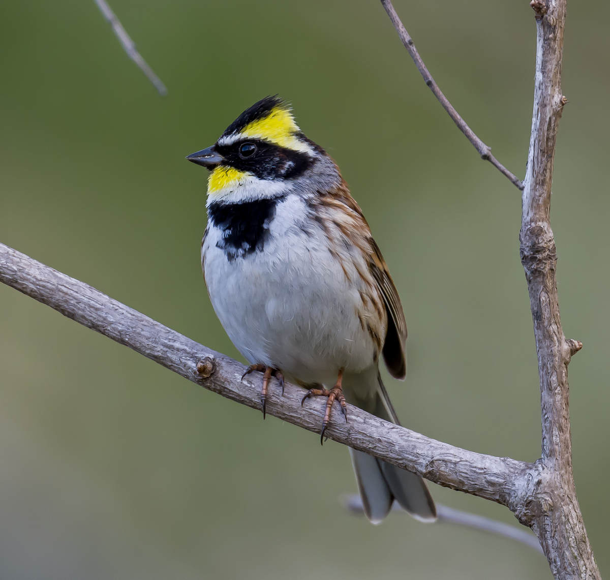 Birding Shanghai in March 2023 - 10,000 Birds
