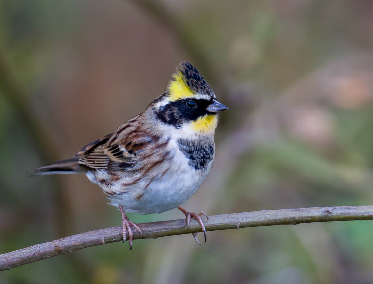 Birding Shanghai in November 2022 - 10,000 Birds