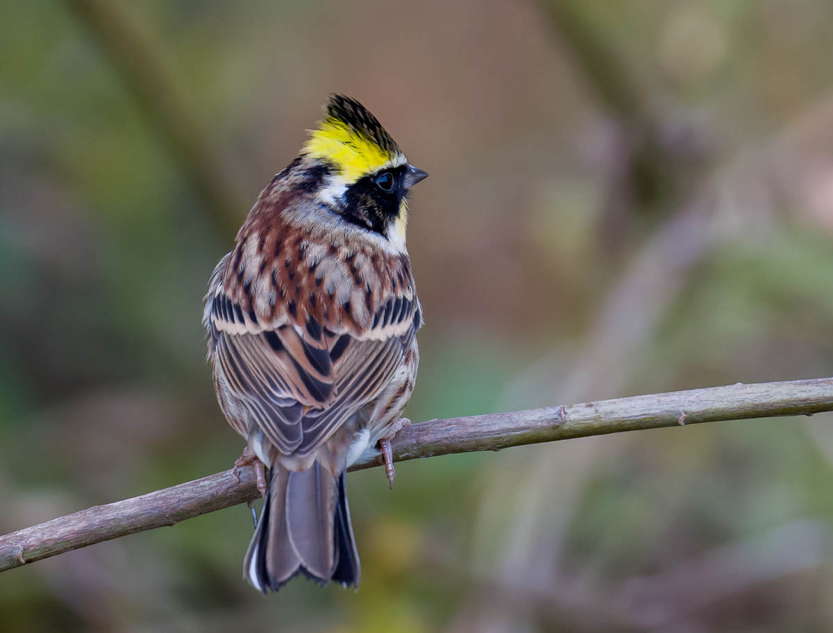 Birding Shanghai in November 2022 - 10,000 Birds