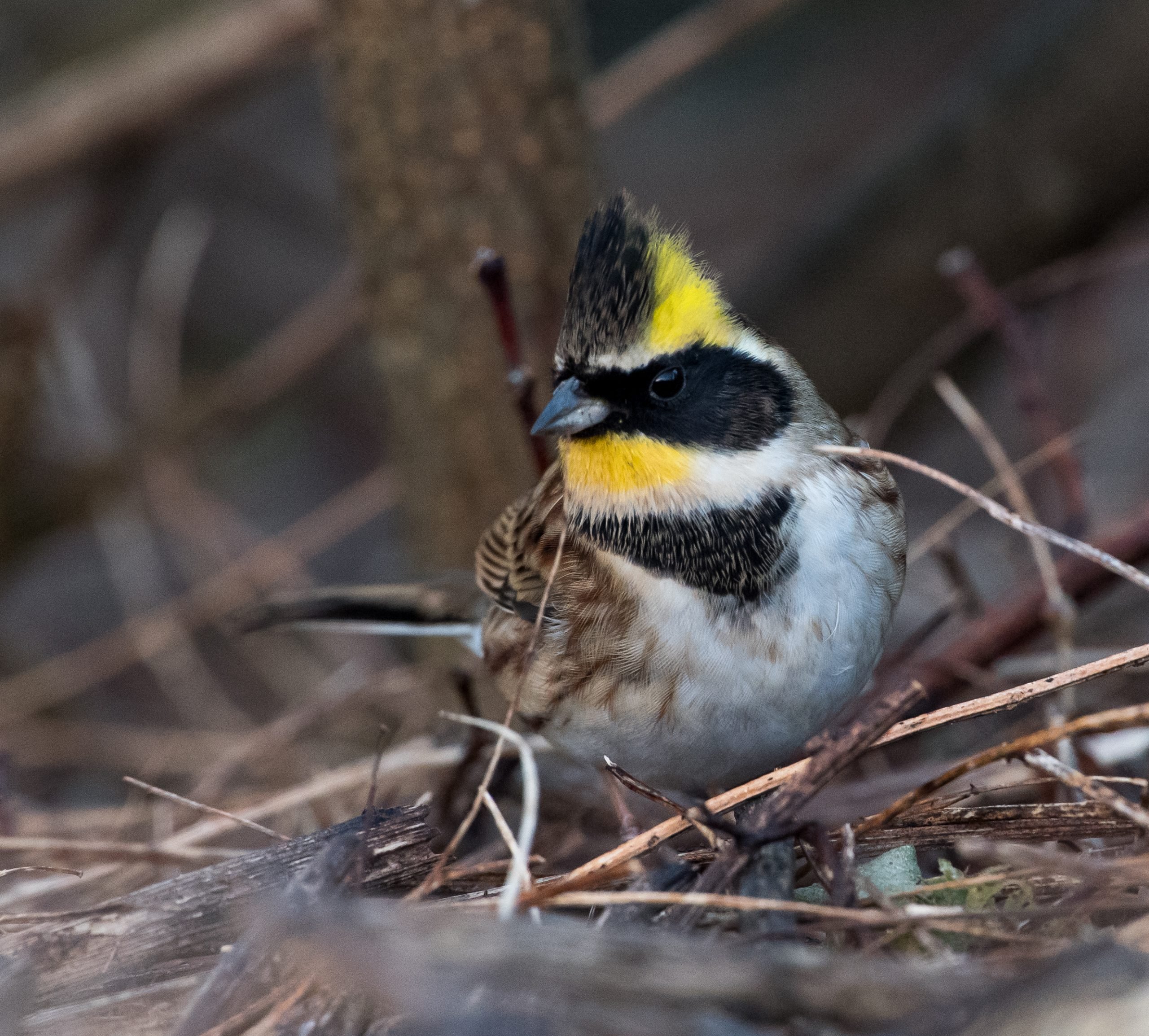 Buntings of Nanhui, Shanghai - 10,000 Birds