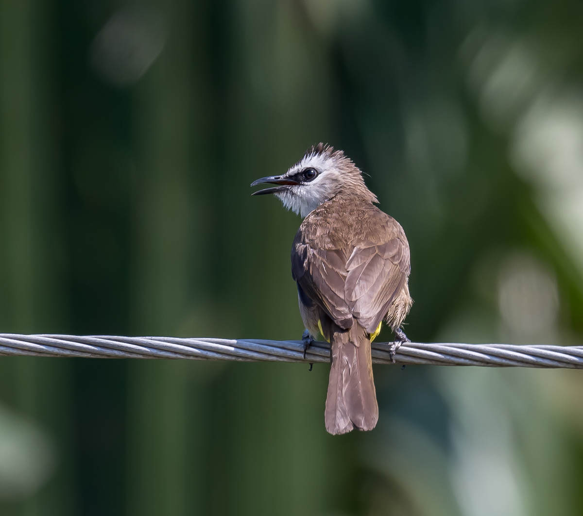 Birding Ho Chi Minh City, Vietnam - 10,000 Birds