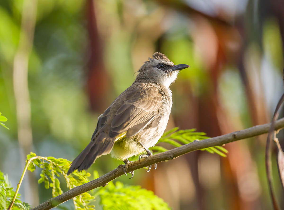 Birding Kota Kinabalu, Borneo: Rice Paddies - 10,000 Birds