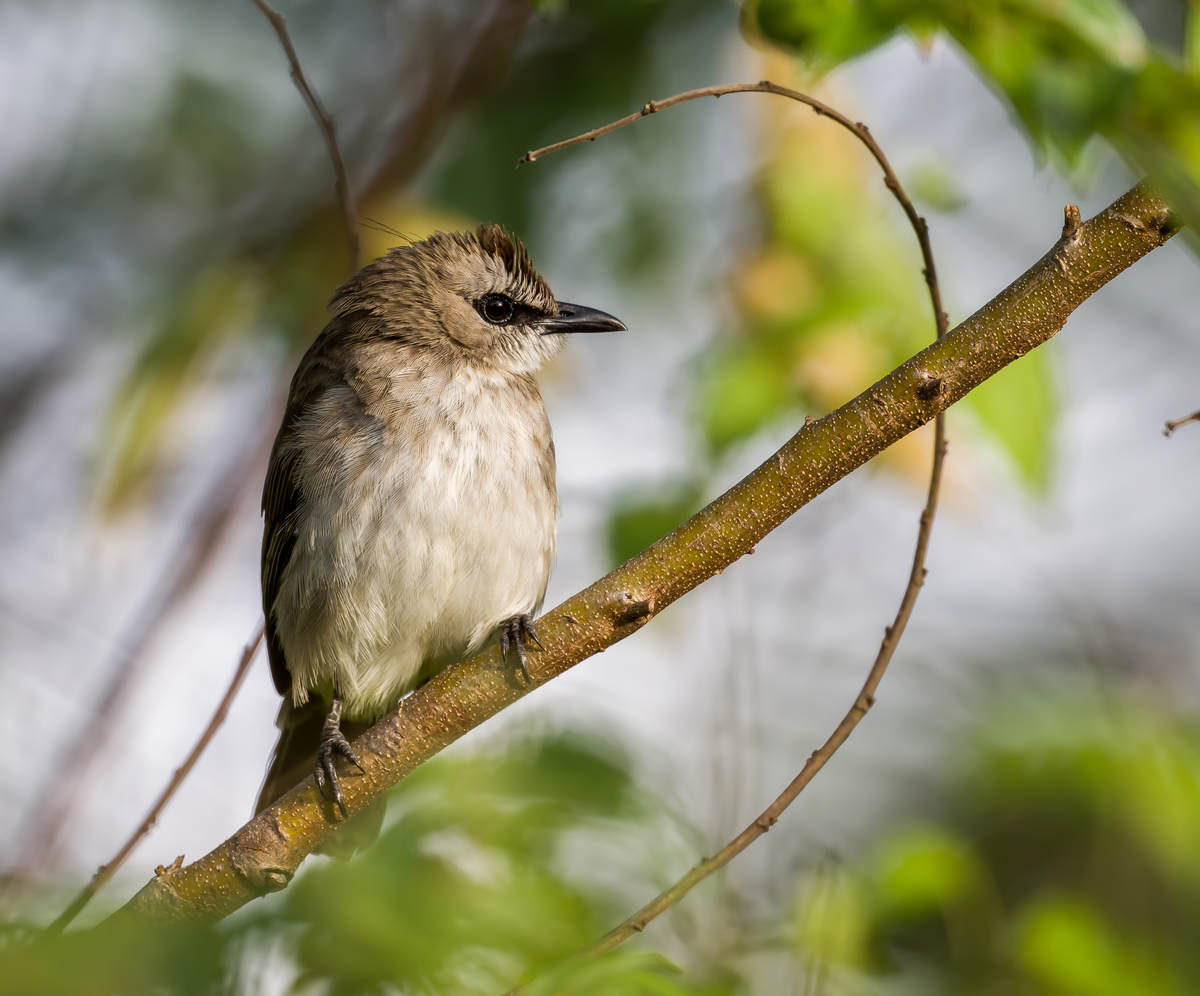Birding Kota Kinabalu, Borneo: Rice Paddies - 10,000 Birds