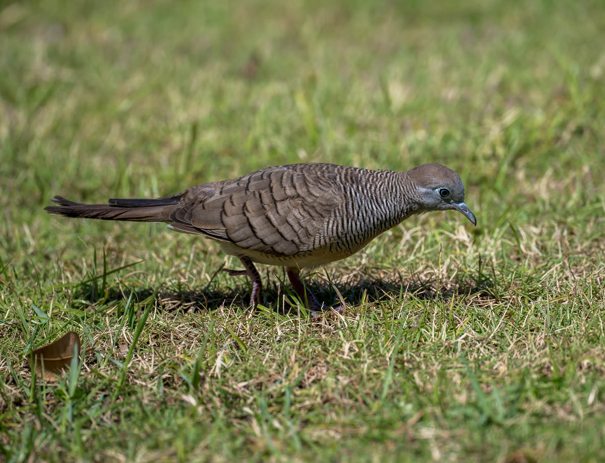 Birding Ho Chi Minh City, Vietnam - 10,000 Birds
