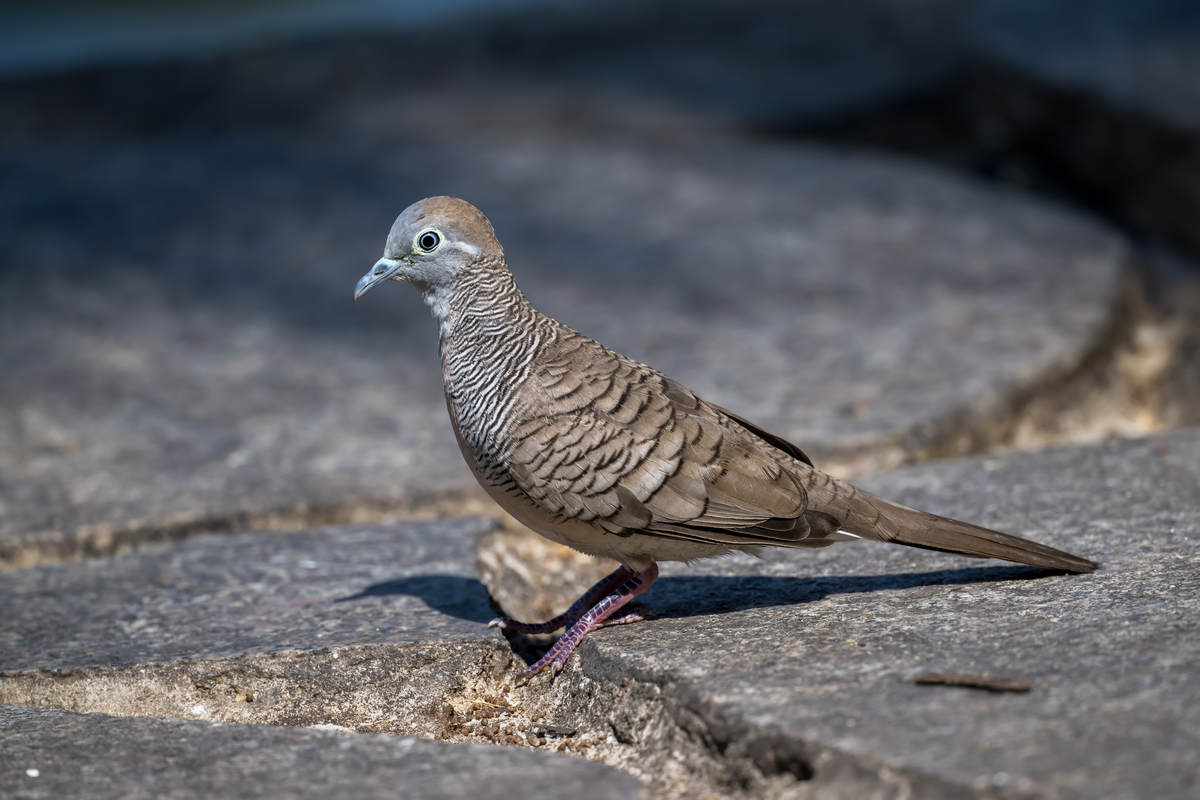 Birding Ho Chi Minh City, Vietnam - 10,000 Birds