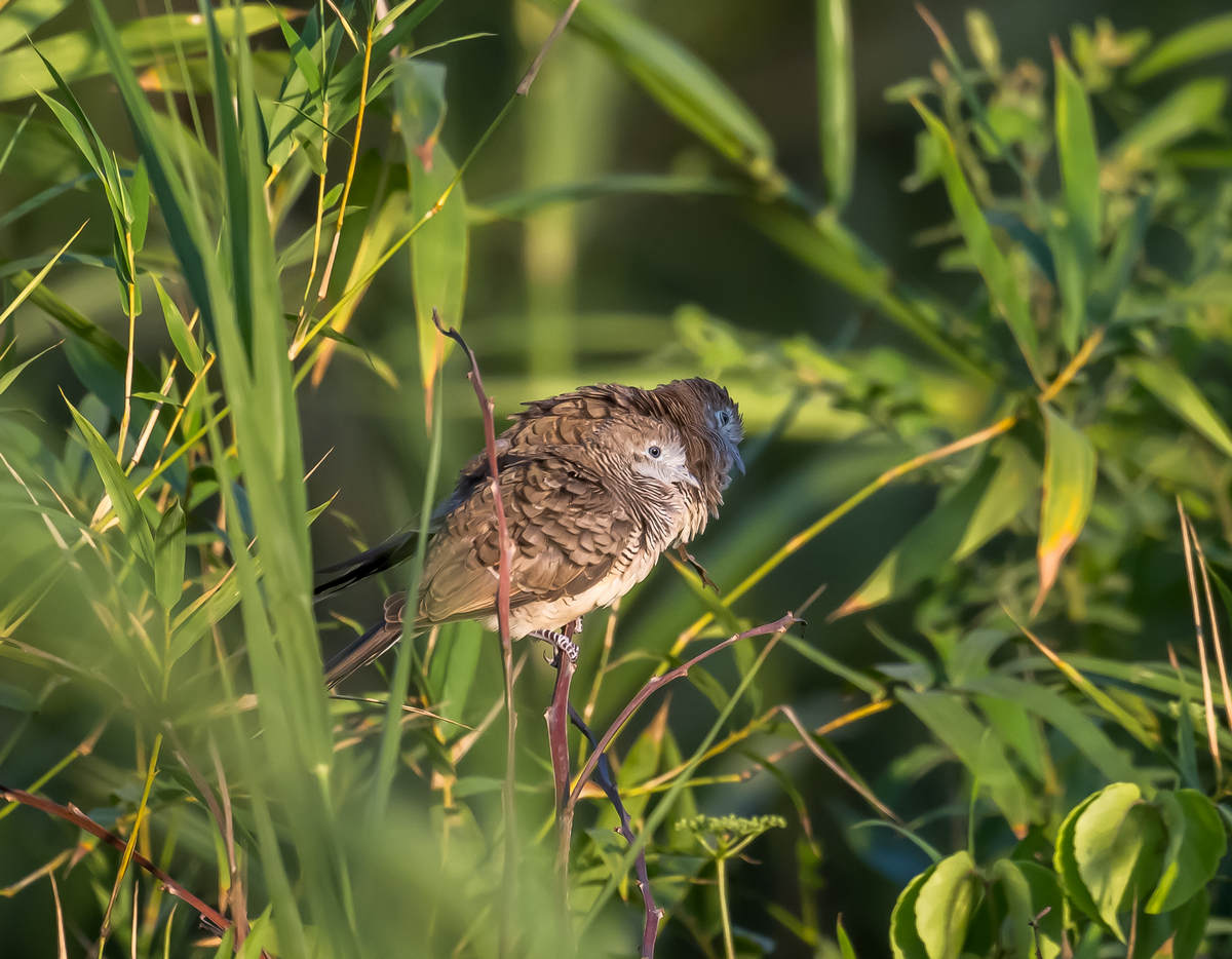 Birding Ho Chi Minh City, Vietnam - 10,000 Birds