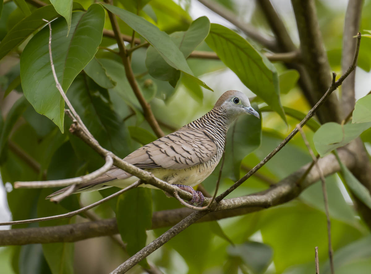 Birding Kota Kinabalu, Borneo: Rice Paddies - 10,000 Birds