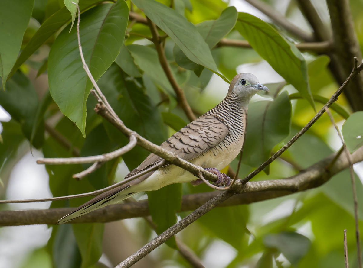 Birding Tanjung Aru Beach, Kota Kinabalu, Malaysia - 10,000 Birds