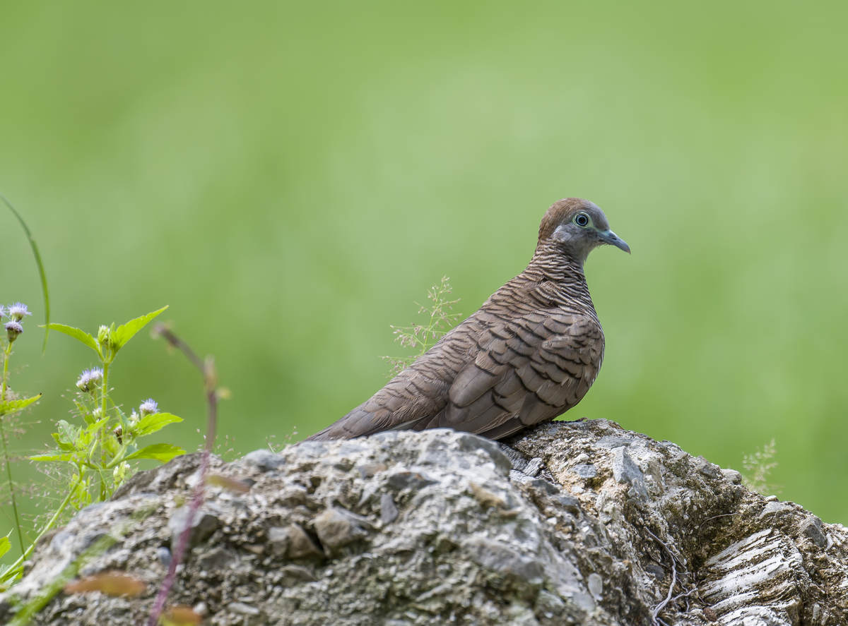 Birding Kota Kinabalu, Borneo: Rice Paddies - 10,000 Birds