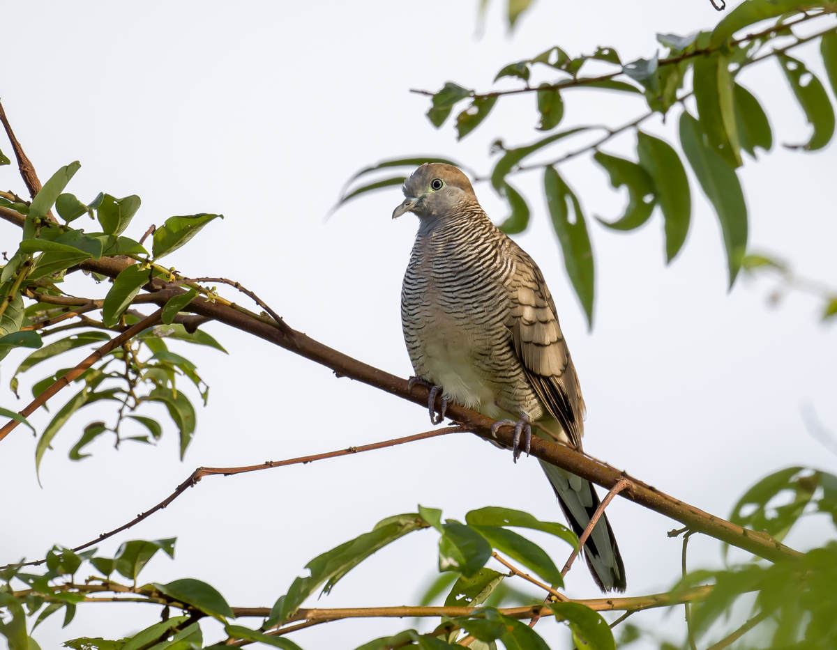 Birding Kota Kinabalu, Borneo: Rice Paddies - 10,000 Birds