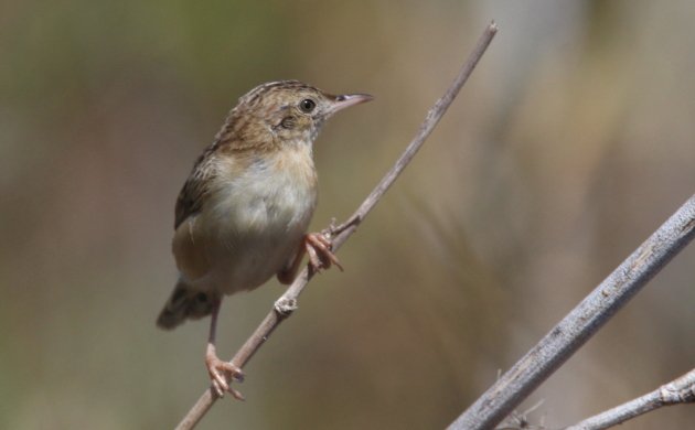 Being a beginning birder, again - 10,000 Birds
