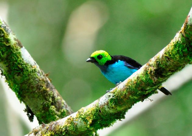 Birding the Rainforest Canopy - 10,000 Birds