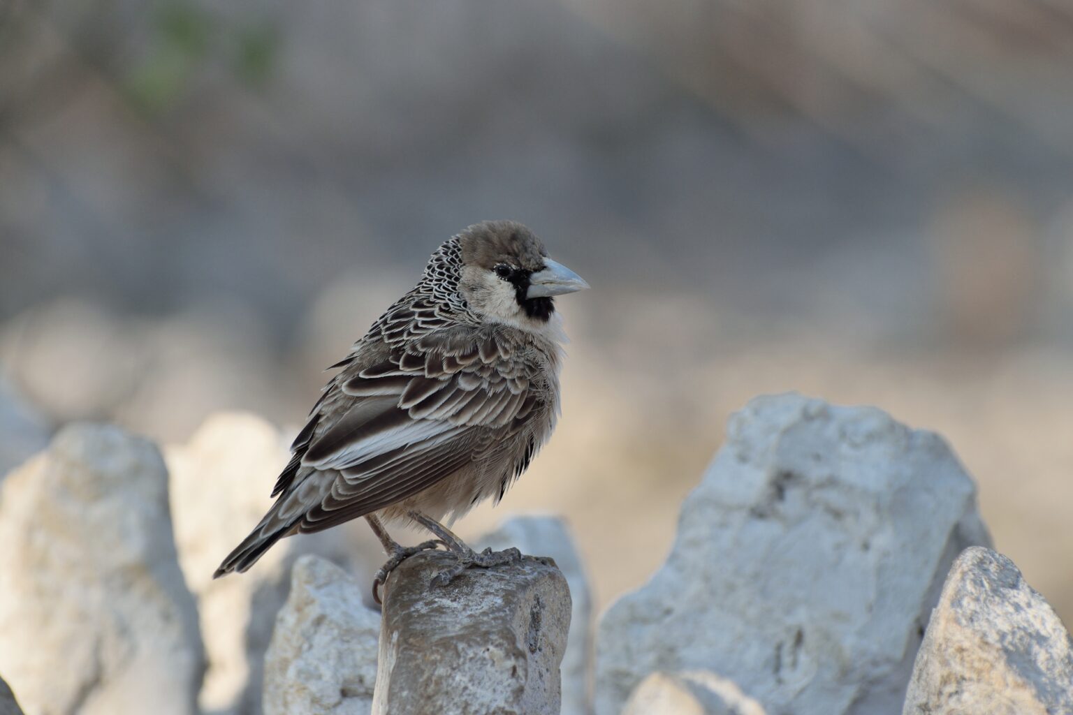 Birding - An Extreme Sport - 10,000 Birds