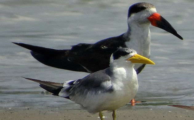 Birdlife on Amazonian River Beaches - 10,000 Birds