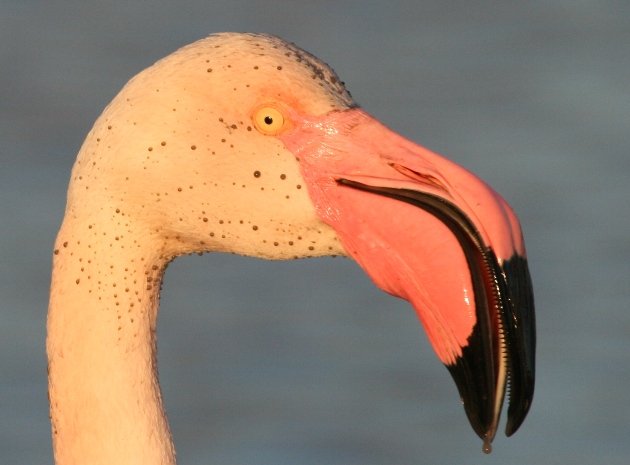 The Bill of the Flamingo - 10,000 Birds