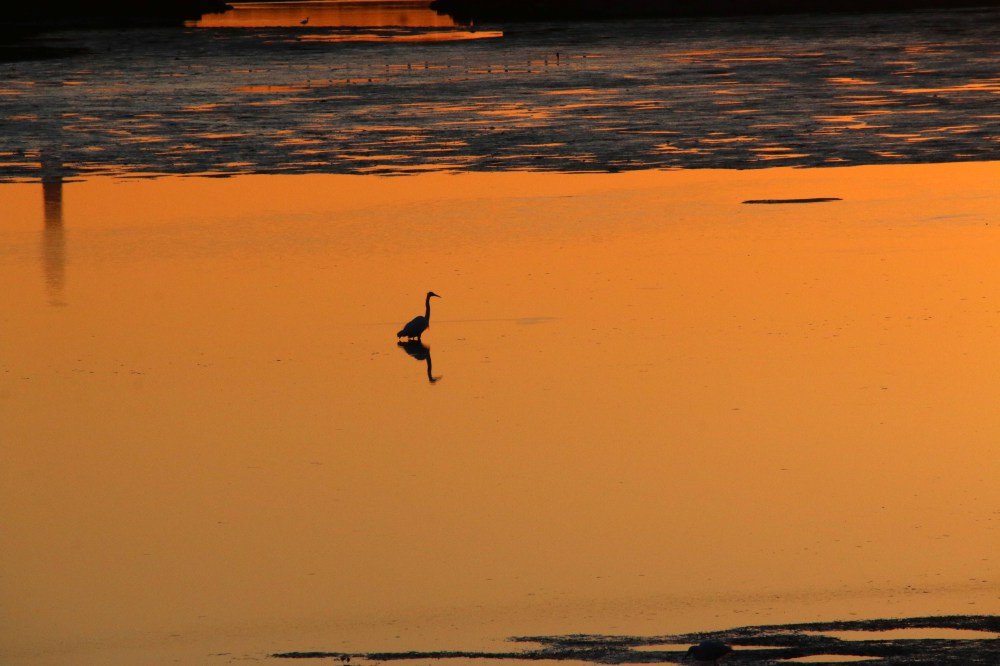 Research and Birding at Elkhorn Slough - 10,000 Birds
