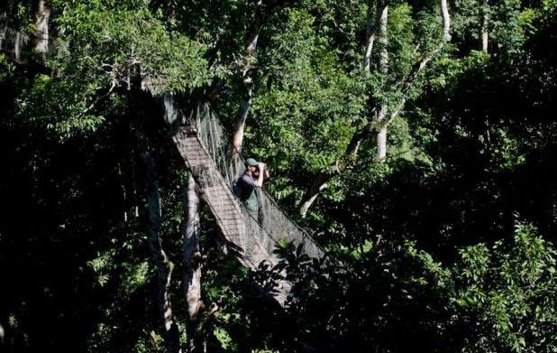 Birding the Rainforest Canopy - 10,000 Birds