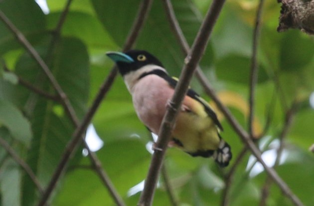 The bills of the broadbills - 10,000 Birds