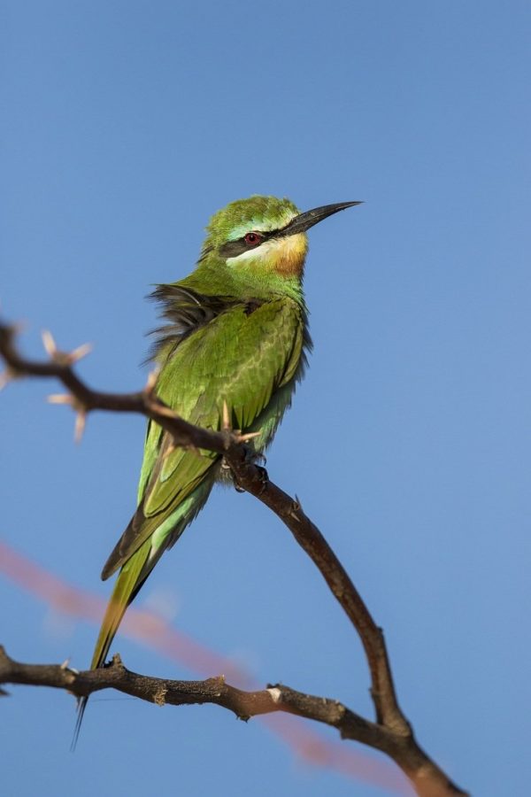 Birdy Boating in Baringo - 10,000 Birds