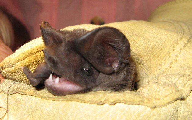 The Endangered Florida Bonneted Bat - 10,000 Birds