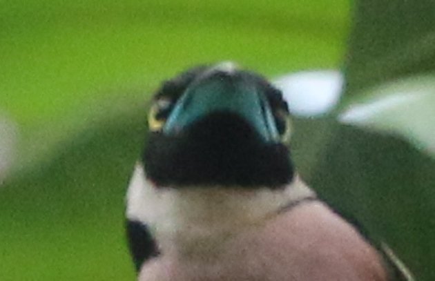 The bills of the broadbills - 10,000 Birds