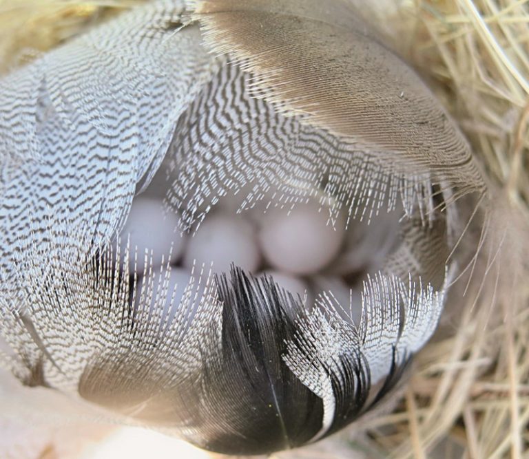 Bernd Heinrich’s new book “White Feathers” — a review - 10,000 Birds