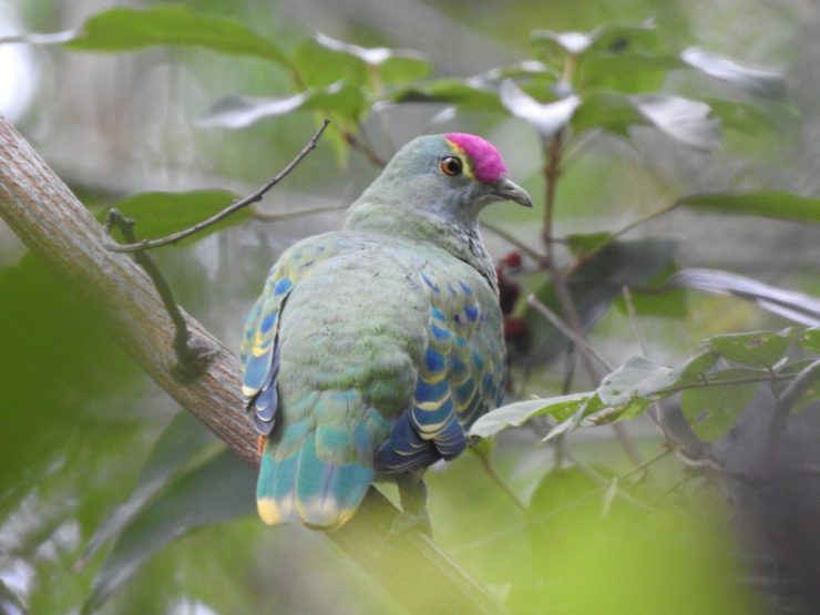 Urban Birding in the village of Mapleton - 10,000 Birds