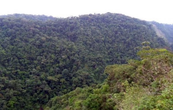 Lesser Known Places for Birding in Costa Rica- Mi Cafecito - 10,000 Birds