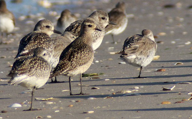 Hidden Birds and the Birders Who Find Them - 10,000 Birds