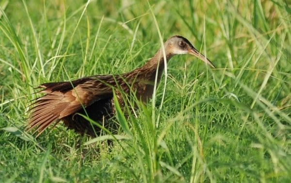 Clapper and King rails may represent four or five species - 10,000 Birds