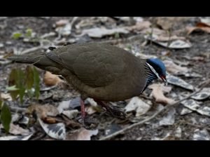 10 Best Birds of 2017 from a Happy Traveler - 10,000 Birds