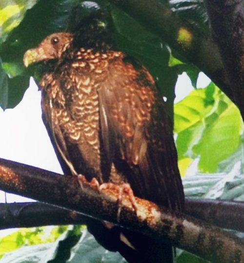 Racing to Save 2 Samoan Endemics - 10,000 Birds