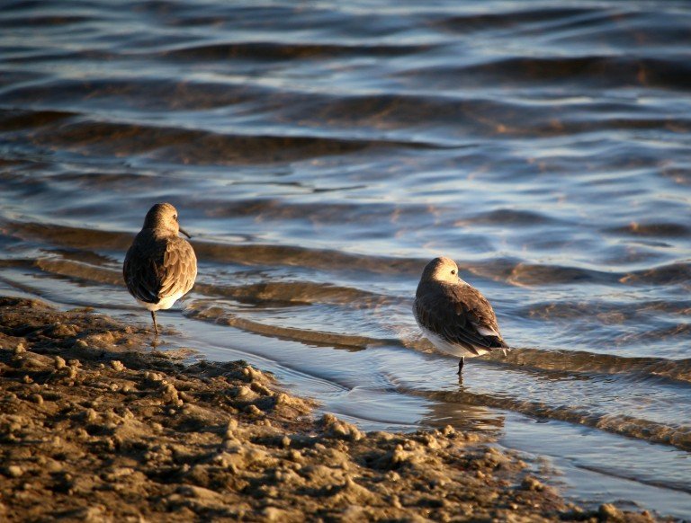 Sunset Birding for Shorebirds - 10,000 Birds