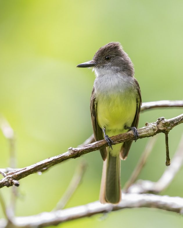 Myiarchus Mysteries - 10,000 Birds