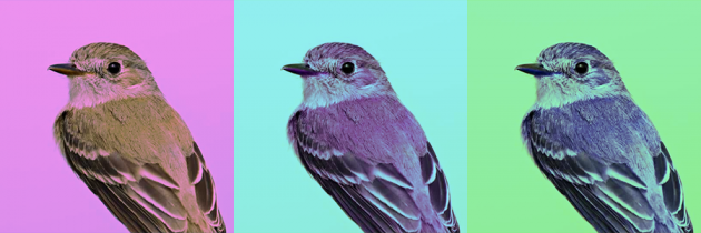 Come@Me: Lookalike Birds Should Be Lumped - 10,000 Birds