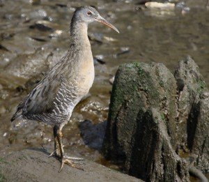 Fall Migration is in Full Swing! - 10,000 Birds