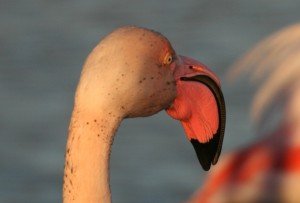The Bill of the Flamingo - 10,000 Birds