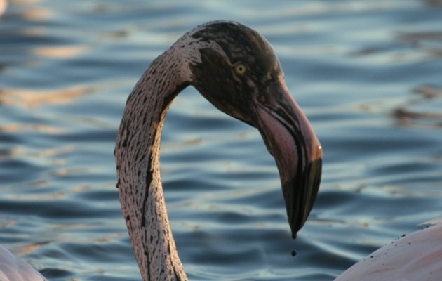 The Bill of the Flamingo - 10,000 Birds