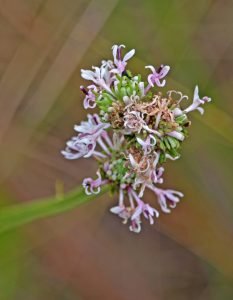 Birds and Blooms on Garcon Point Trail - 10,000 Birds