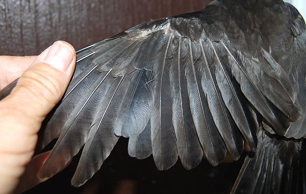 How To Raise A Baby Bird - Professional Advice With Photos - 10,000 Birds