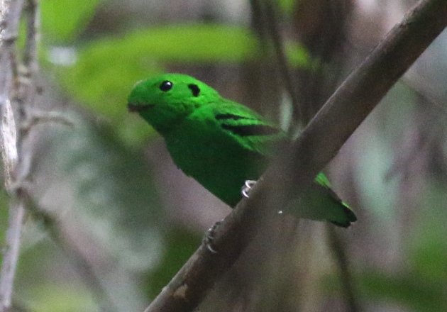 The bills of the broadbills - 10,000 Birds